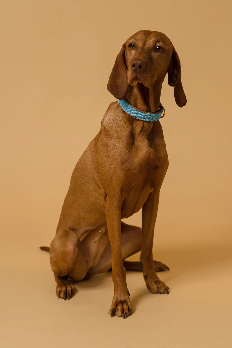 Hunde – b2b-plakkies